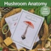 Mushroom Anatomy Poster and Activity Parts of a Mushroom - Etsy