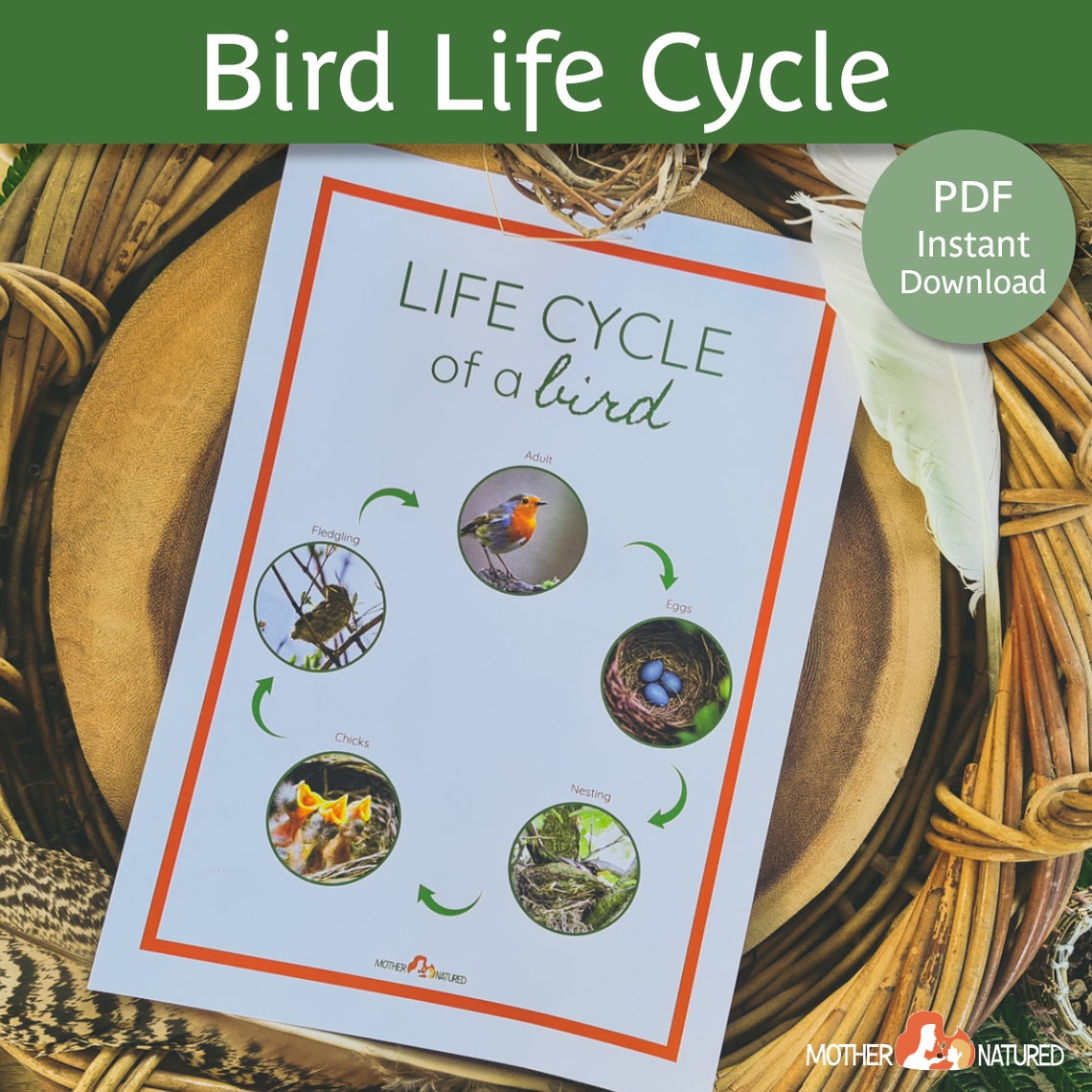 Bird Life Cycle Bird Study Bird Life Cycleworksheets - Etsy