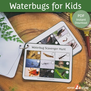 Waterbug Identification for Kids | Aquatic Macroinvertebrates for Kids ...