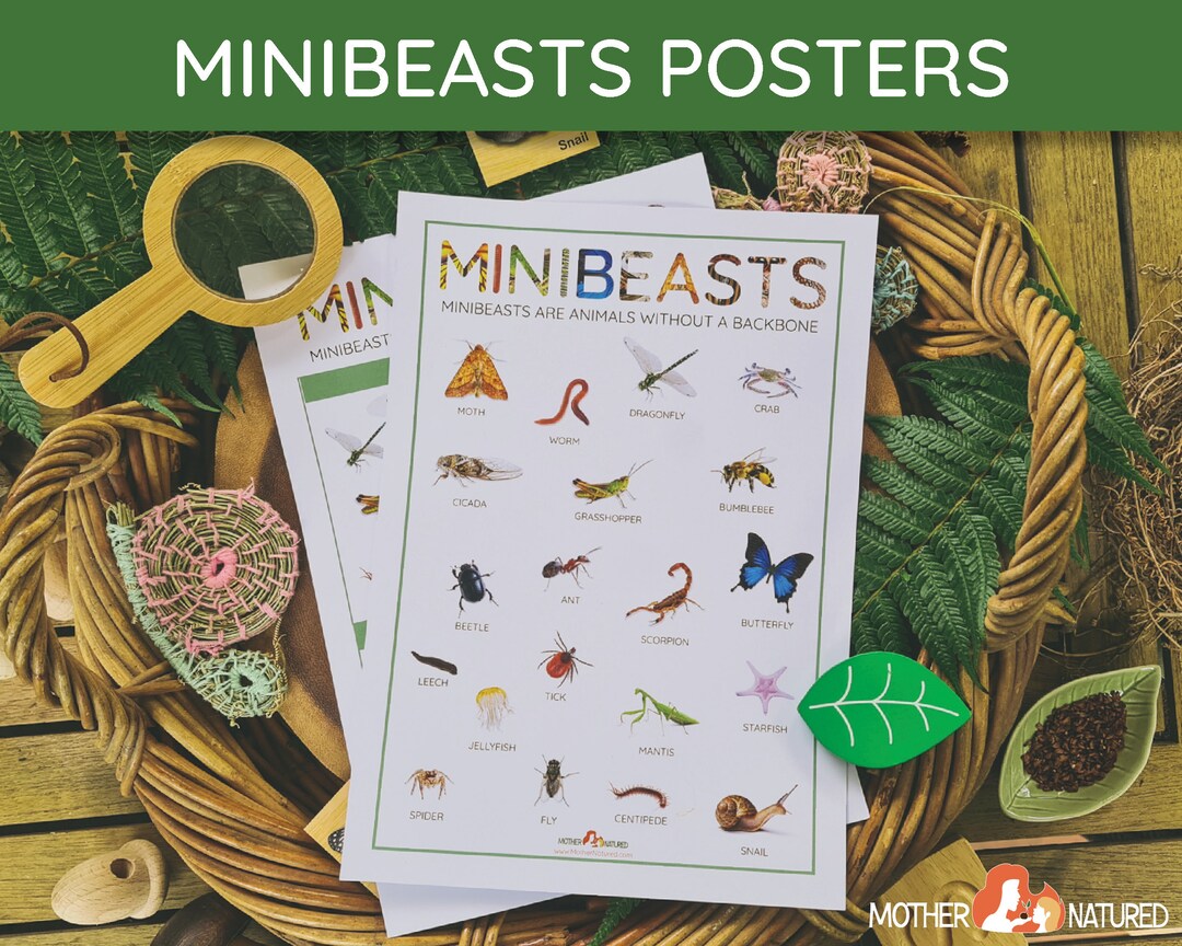 Types of Minibeasts Posters | Minibeast Posters | Minibeast Study ...