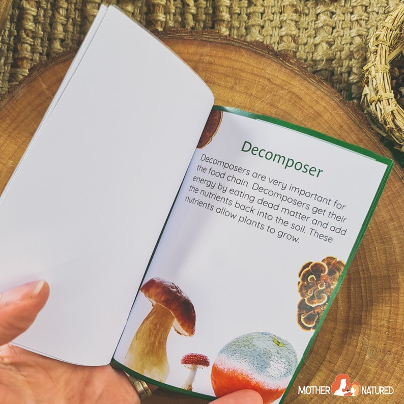 Food Chain Book Food Chain Activity Food Chain Worksheet - Etsy