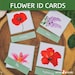 Flower Identification Cards | Flower Cards | Flower Study | Flower ...