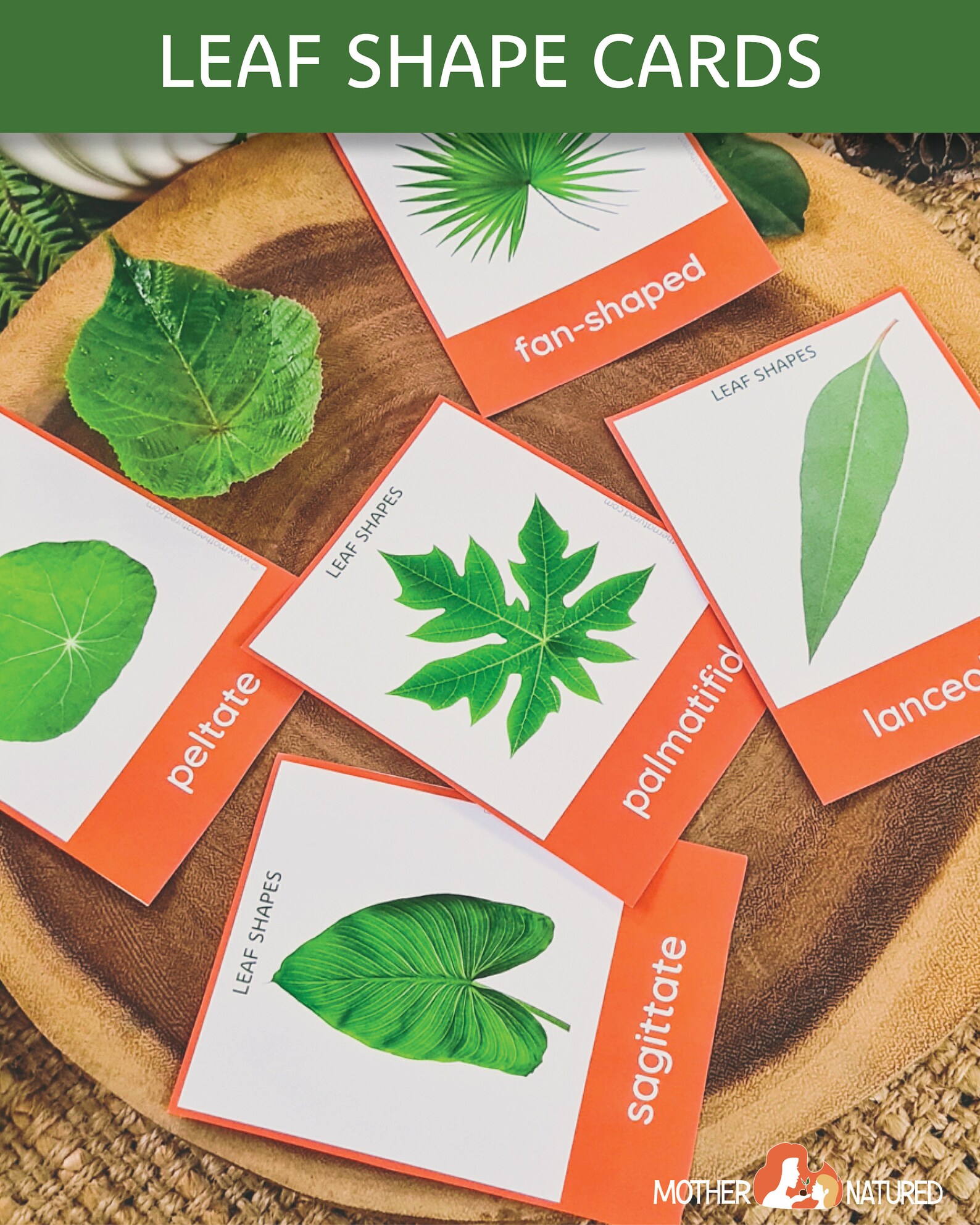 Leaf Shape Cards Leaf Shapes Leaf Study Plant Anatomy - Etsy