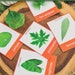 Leaf Shape Cards Leaf Shapes Leaf Study Plant Anatomy Leaf ...