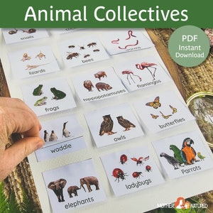 Animal Collective Noun Activities | Collective Nouns Activity ...