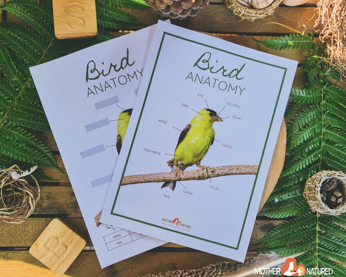 Bird Anatomy Study Parts of a Bird Study Bird Anatomy - Etsy