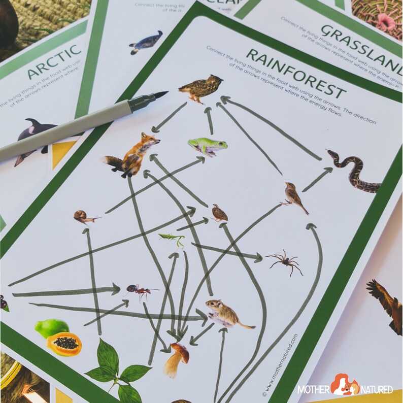 Food Web Activity Food Web Worksheet Food Web Draw the - Etsy