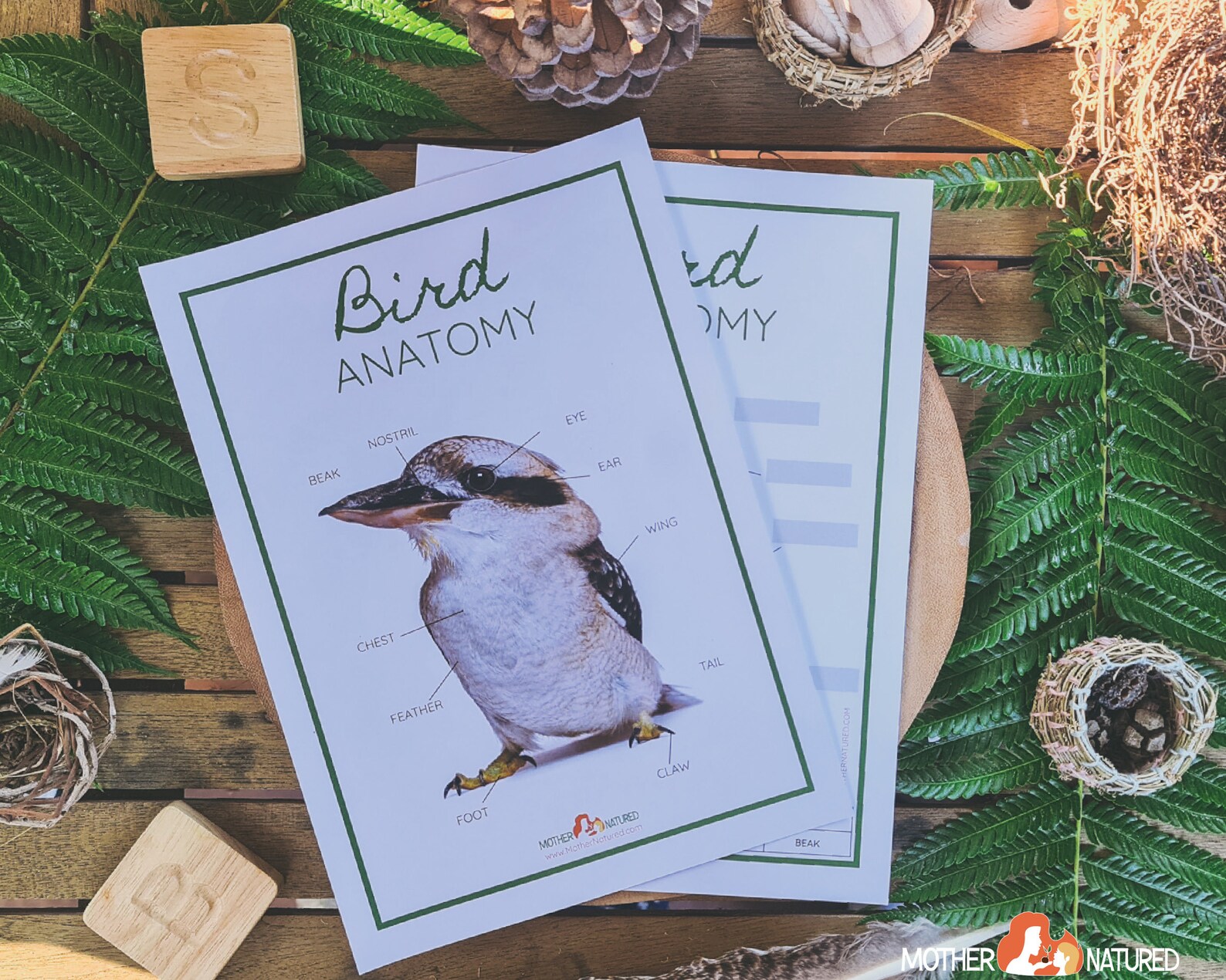 Bird Anatomy Study Parts of a Bird Study Bird Anatomy - Etsy