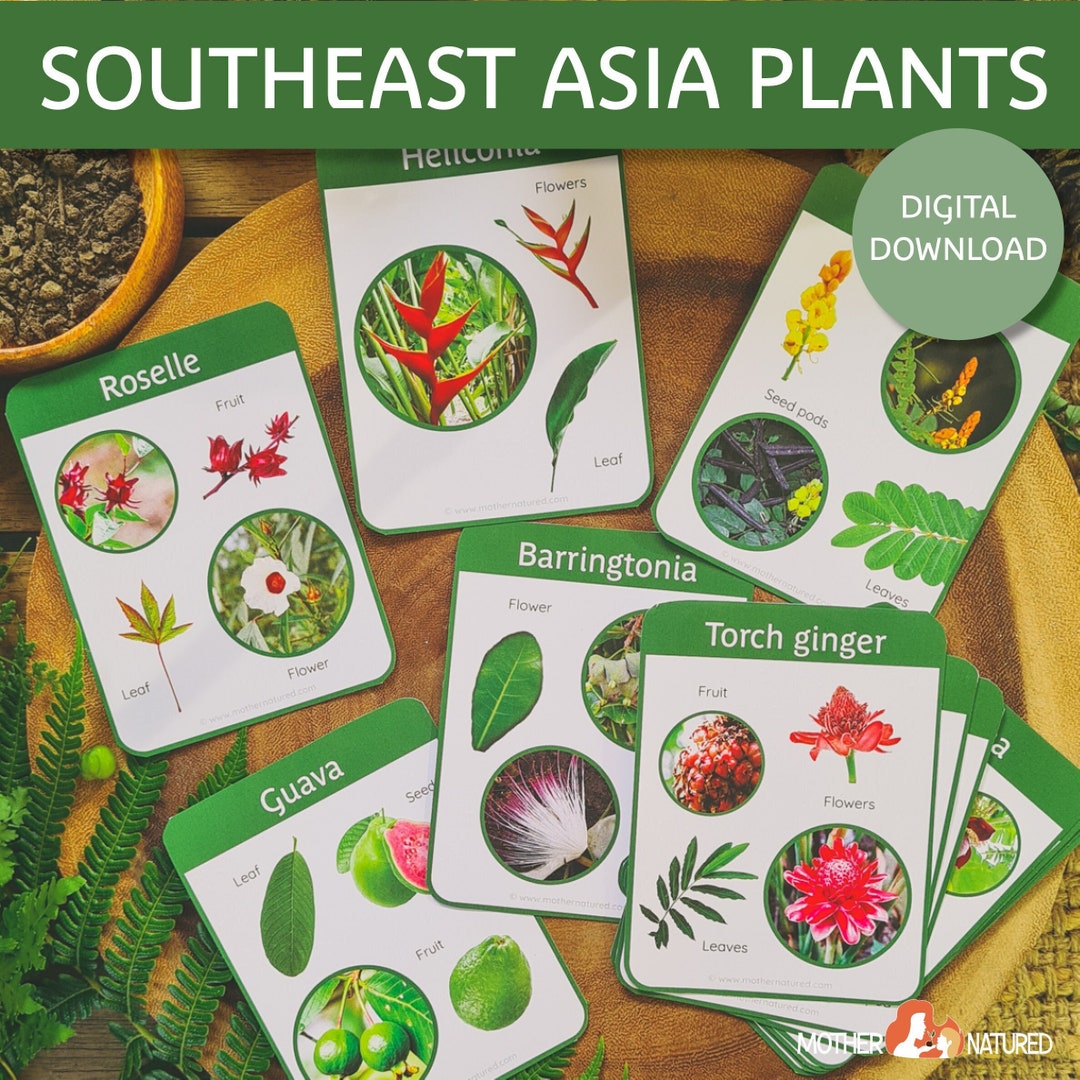 Southeast Asia Native Plant Study South East Asia Plant - Etsy