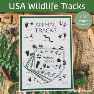 American Animal Tracks Guide | Animal Tracking for Kids | USA Animal ...