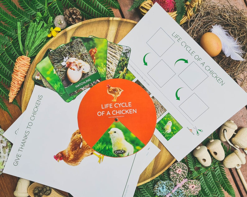 CHICKEN LIFE CYCLE Printables Life Cycle of a Chicken | Etsy