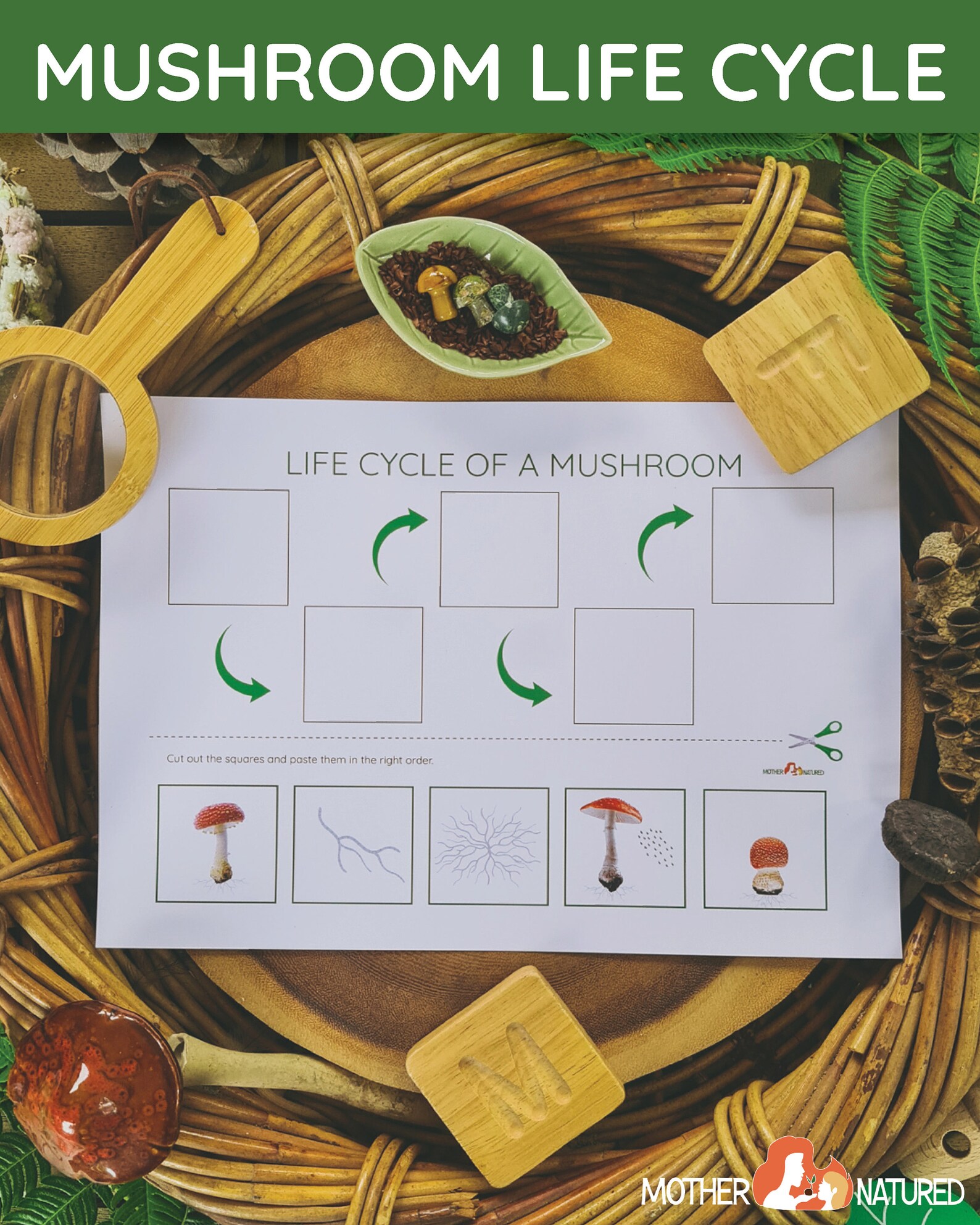 Mushroom Life Cycle Poster and Activity Life Cycle of a Mushroom ...