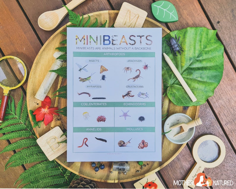 Types of Minibeasts Posters Minibeast Posters Minibeast - Etsy