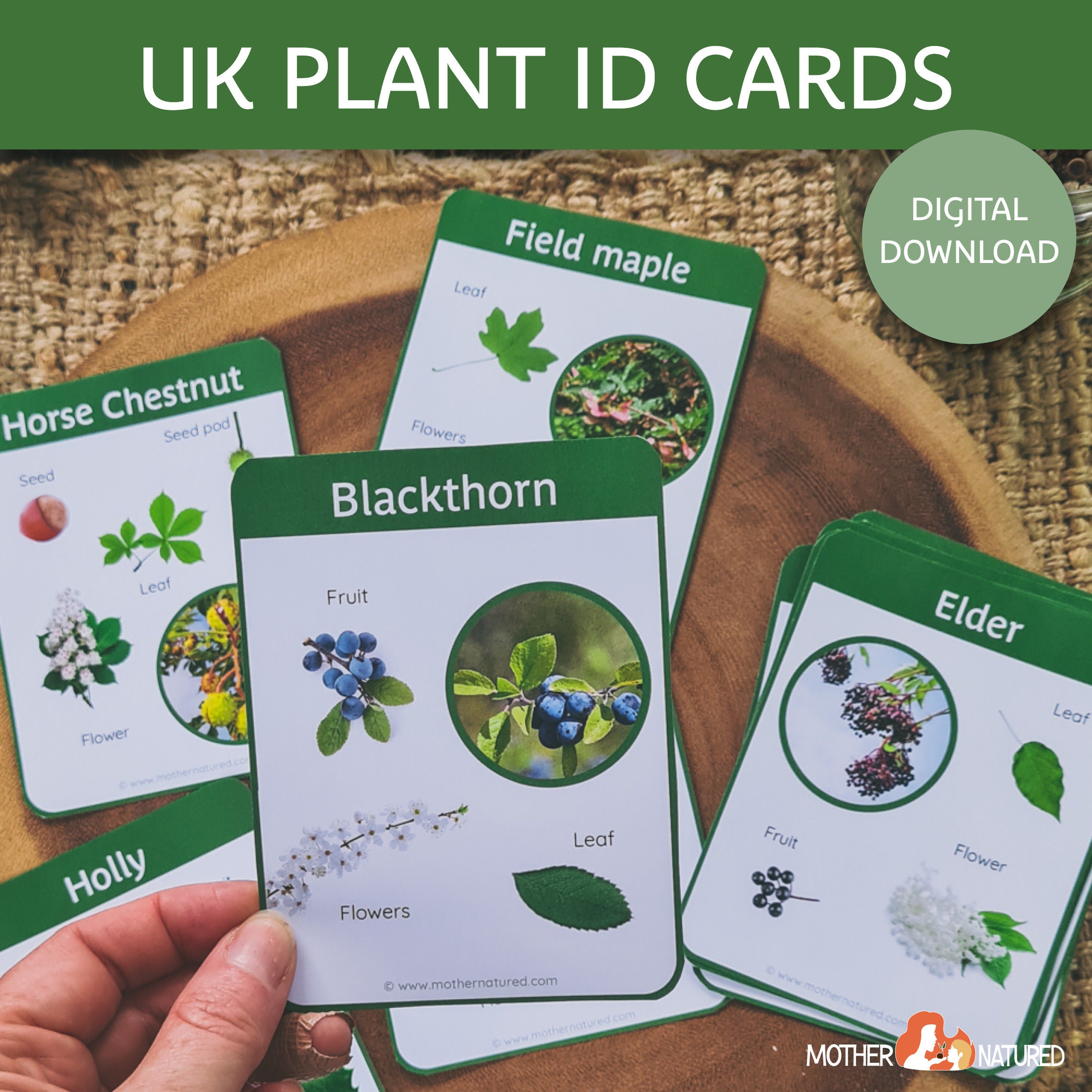 UK Plant Identification British Plants British Flora - Etsy