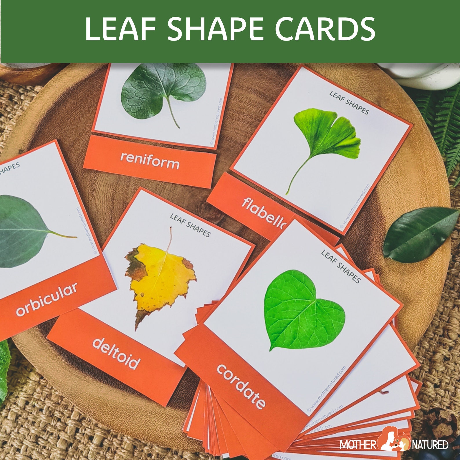 Leaf Shape Cards Leaf Shapes Leaf Study Plant Anatomy Leaf ...