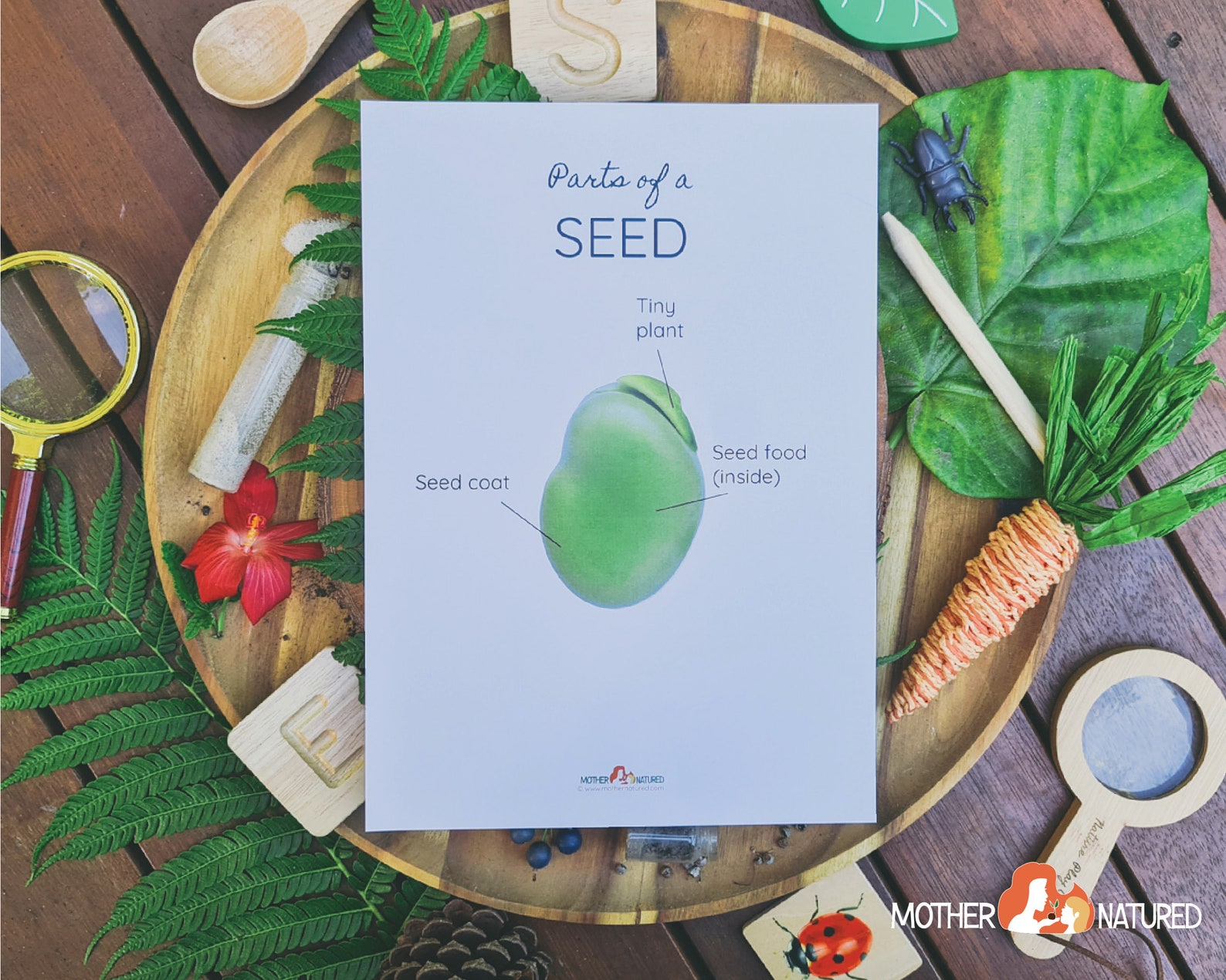 four-garden-posters-parts-of-a-plant-parts-of-a-seed-etsy-portugal