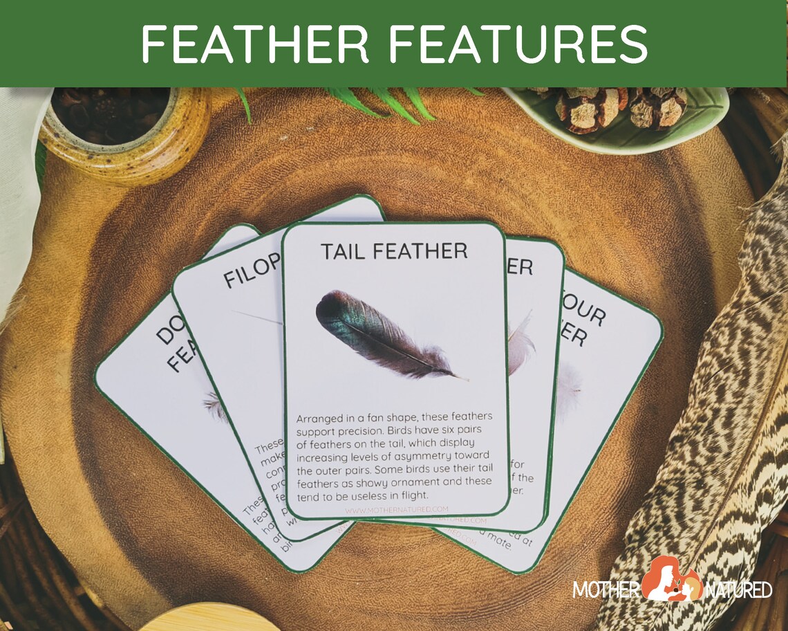 TYPES of FEATHERS Cards Feather Features Animal - Etsy