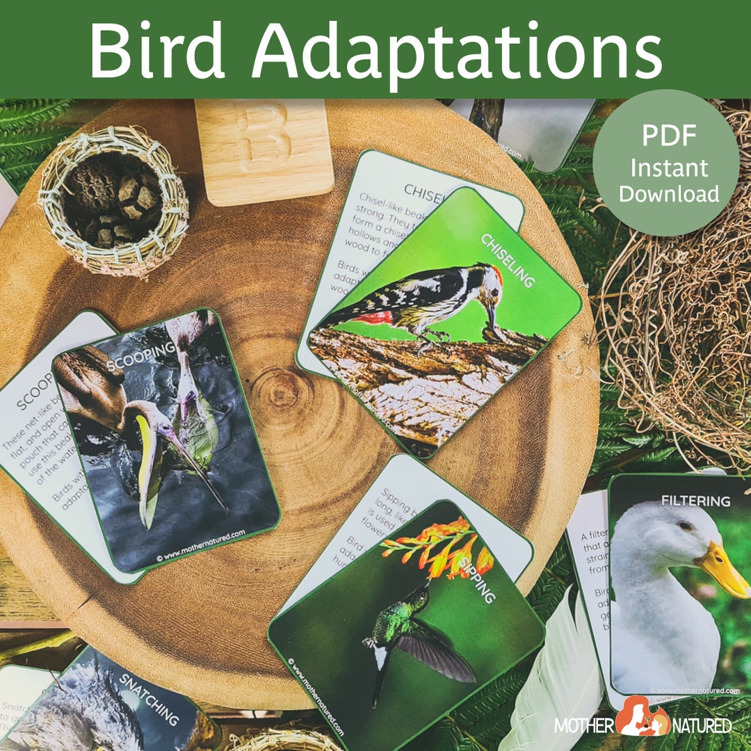 Bird Adaptation Cards | Bird Beak Adaptation Cards | Bird Foot ...