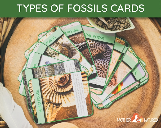 Fossil Identification Cards - Etsy Canada