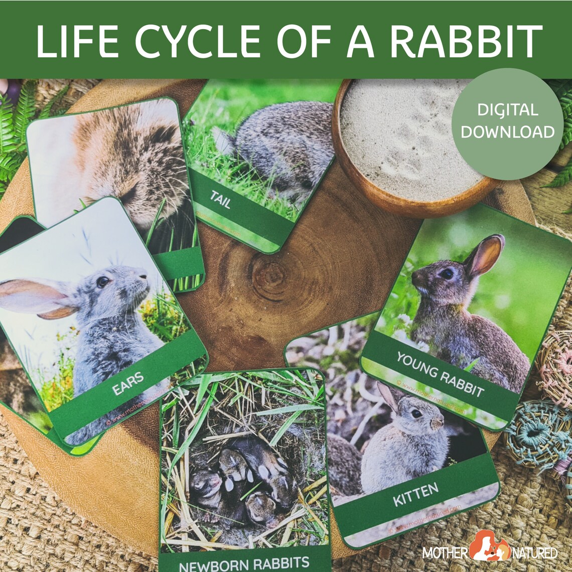 Rabbit Life Cycle | European Rabbit Resources | Bunny Printables ...