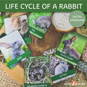 Rabbit Life Cycle | European Rabbit Resources | Bunny Printables ...