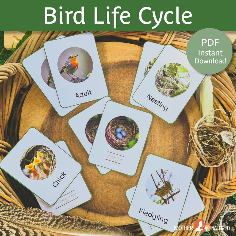 Bird Life Cycle Bird Study Bird Life Cycleworksheets Bird Printables ...