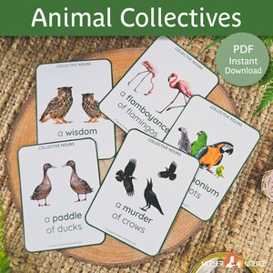 Animal Collective Nouns PACK | Collective Nouns BUNDLE| Wildlife ...