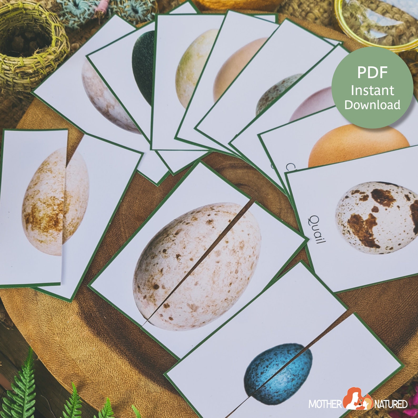 Bird Egg Identification for Kids | Bird Egg Activity | Bird Egg ID ...