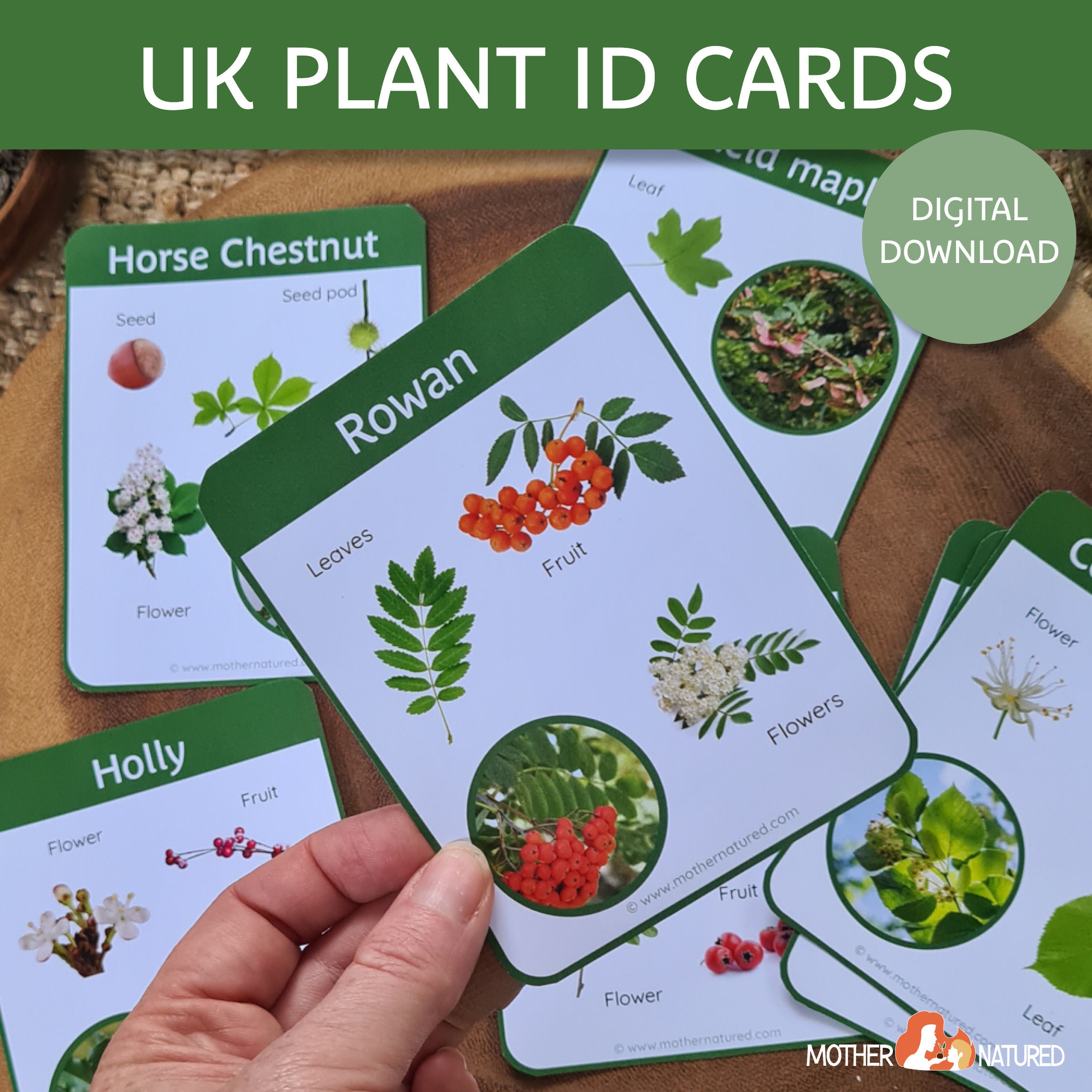 UK Plant Identification British Plants British Flora - Etsy