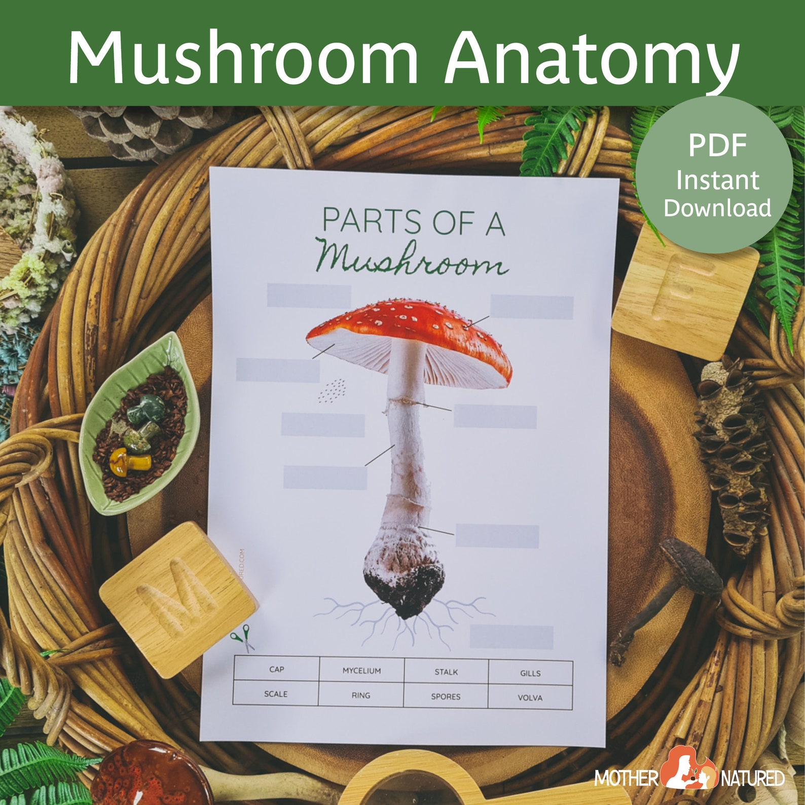 Mushroom Anatomy Poster and Activity Parts of a Mushroom - Etsy
