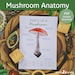 Mushroom Anatomy Poster and Activity Parts of a Mushroom Printable ...