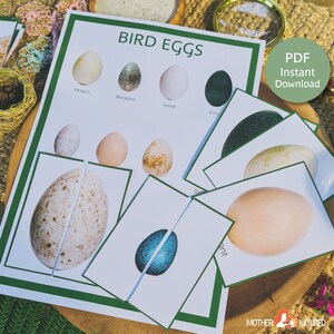Bird Egg Identification for Kids | Bird Egg Activity | Bird Egg ID ...