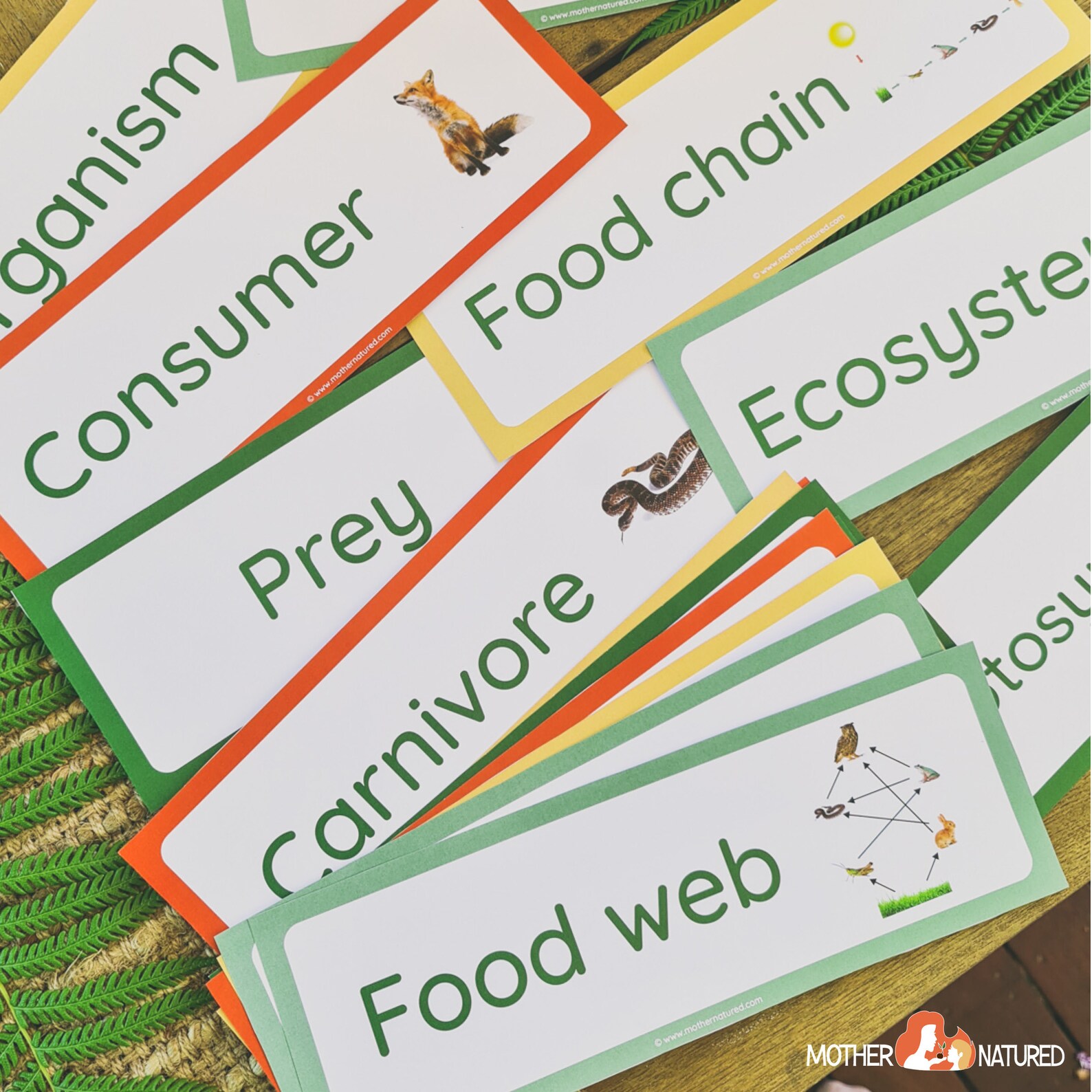 Food Chain Word Wall Resources Food Web Word Wall Food Chain Posters ...
