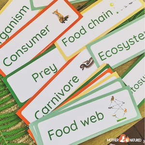 Food Chain Word Wall Resources | Food Web Word Wall | Food Chain ...