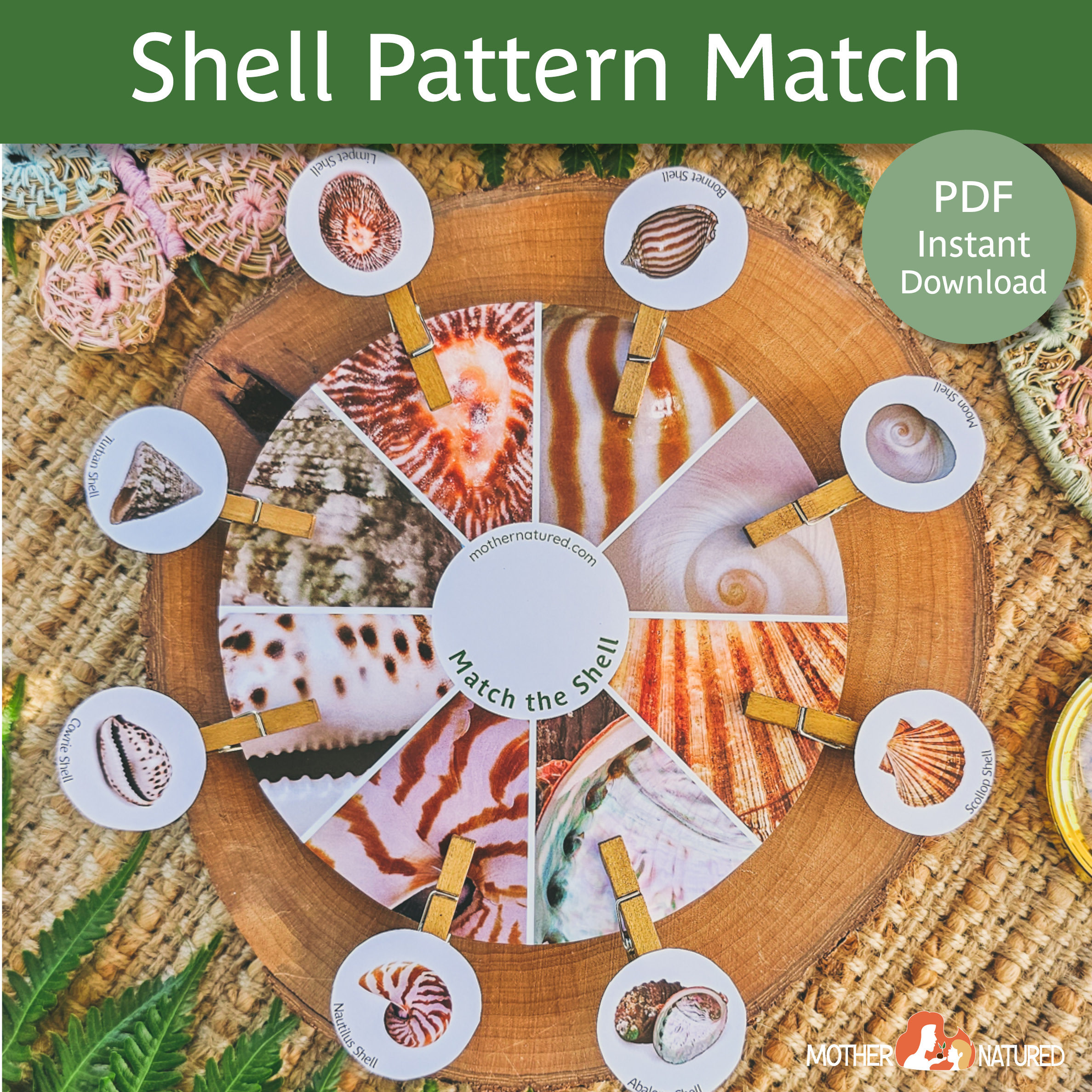 Shell Matching Activity Shell Pattern Activity Shell Study - Etsy