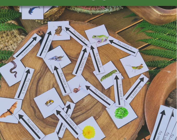 Food Chain Cards | Food Web Cards | Food Chain Explain Cards | Food Web ...