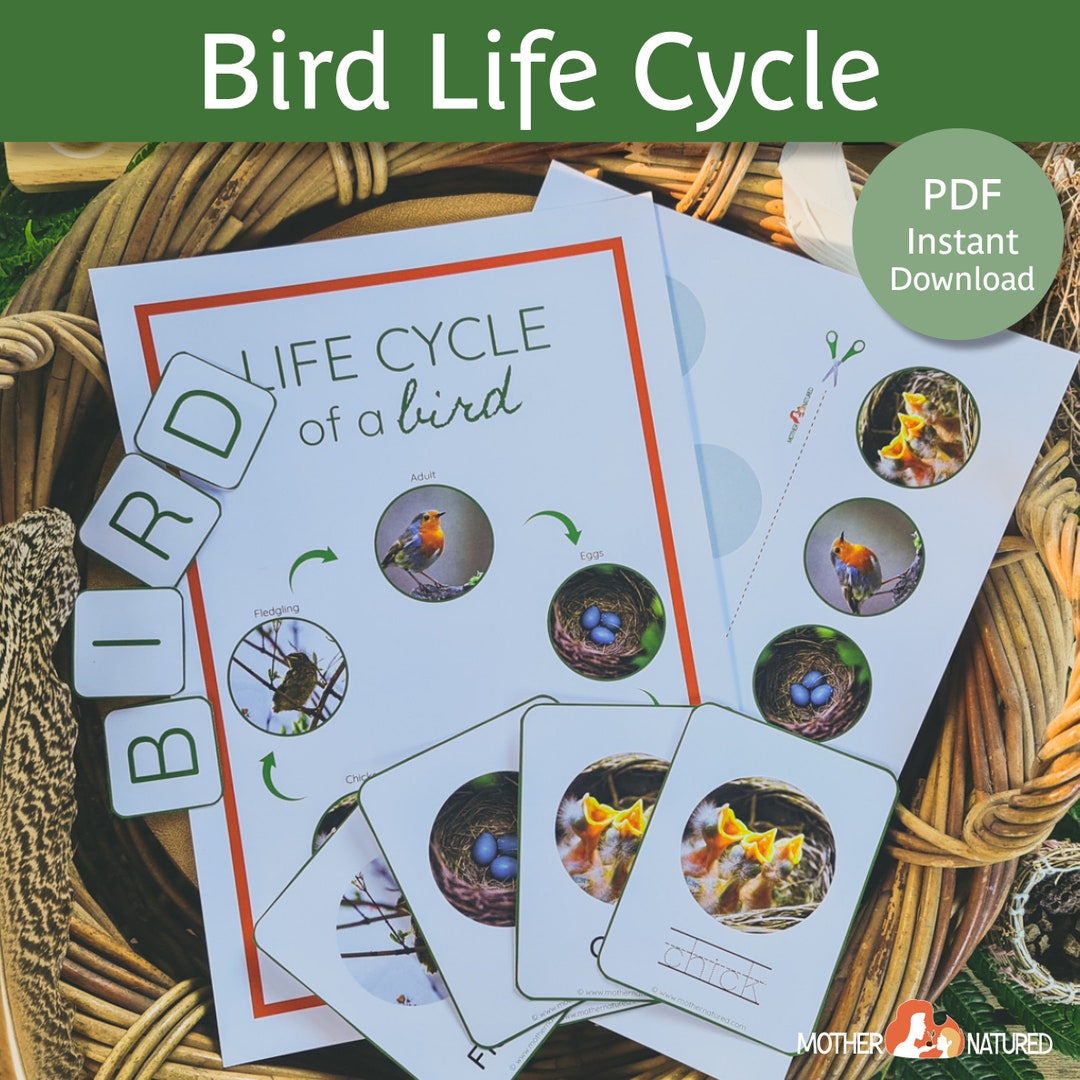 Bird Life Cycle | Bird Study | Bird Life Cycleworksheets | Bird ...