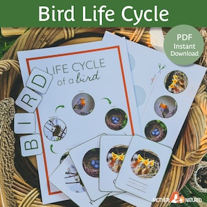 Bird Life Cycle | Bird Study | Bird Life Cycleworksheets | Bird ...
