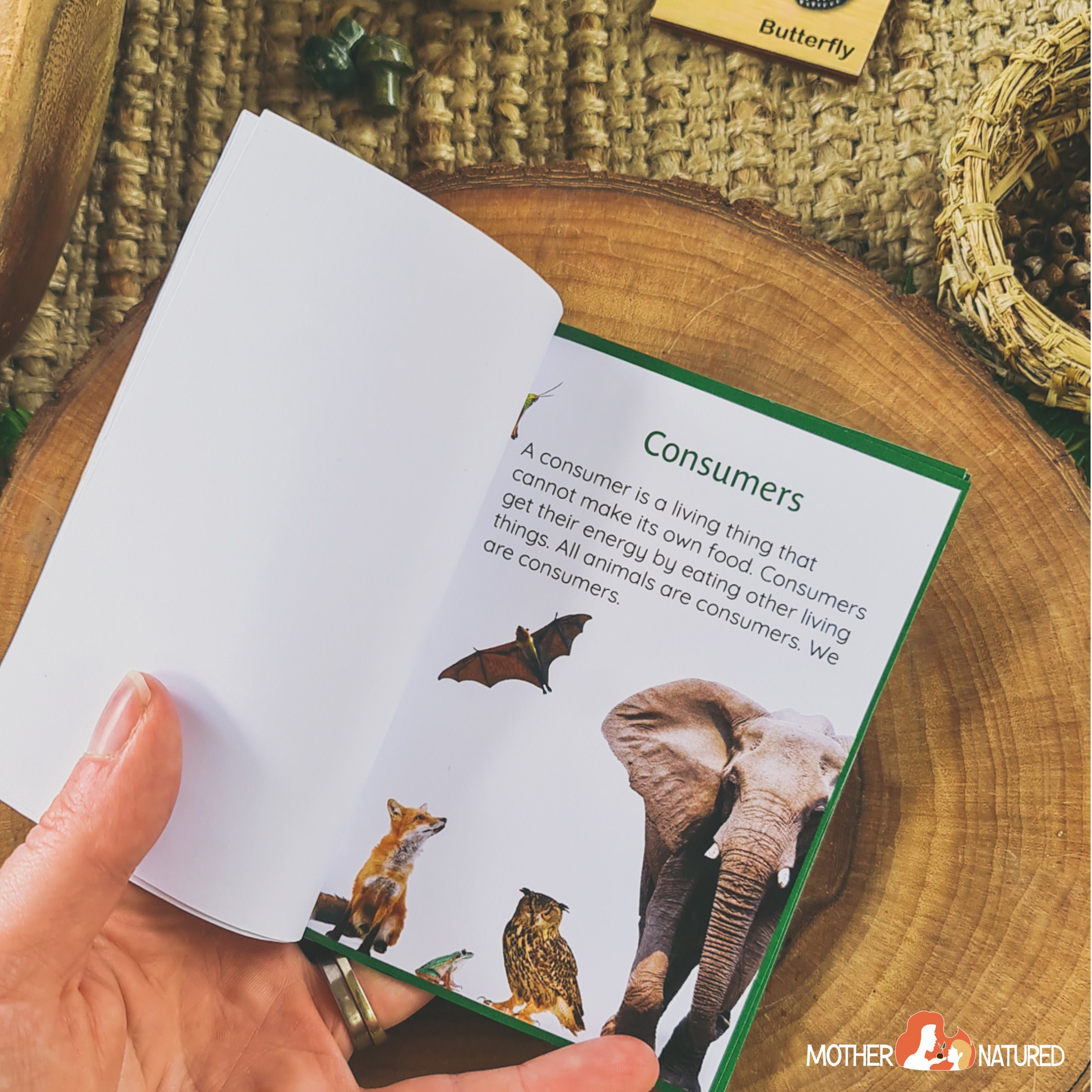 Food Chain Book Food Chain Activity Food Chain Worksheet - Etsy Australia