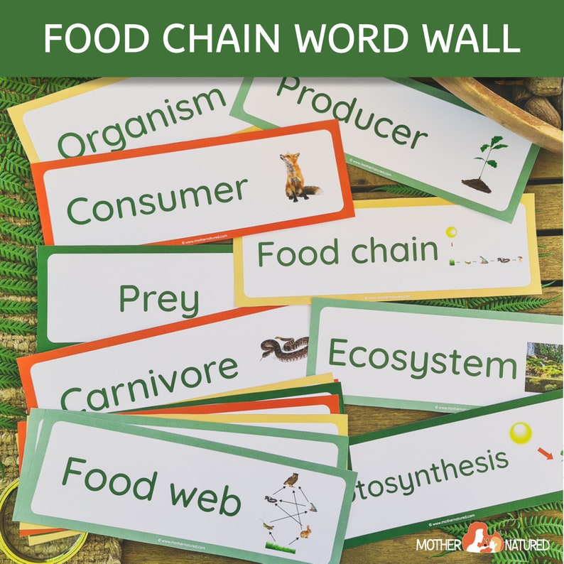 Food Chain Printables Bundle Food We Printables Bundle - Etsy