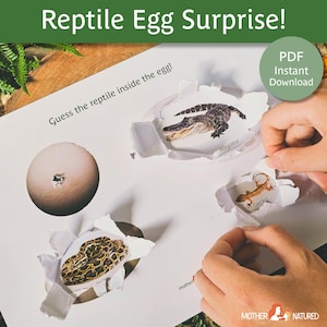 Reptile Egg Surprise Game | Reptile Egg Activity | Reptile Easter Egg ...