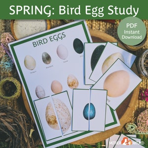 Bird Egg Identification for Kids | Bird Egg Activity | Bird Egg ID ...