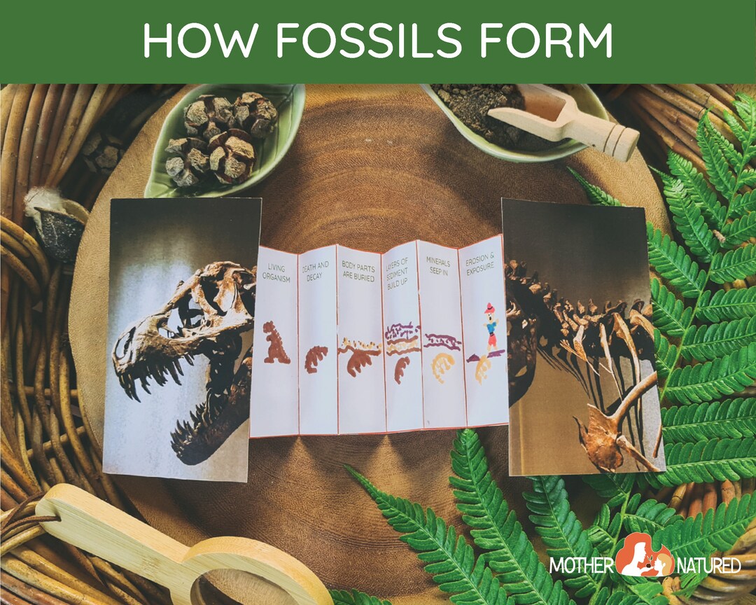How Fossils Are Formed Accordion Craft | FOSSIL CRAFT - Etsy