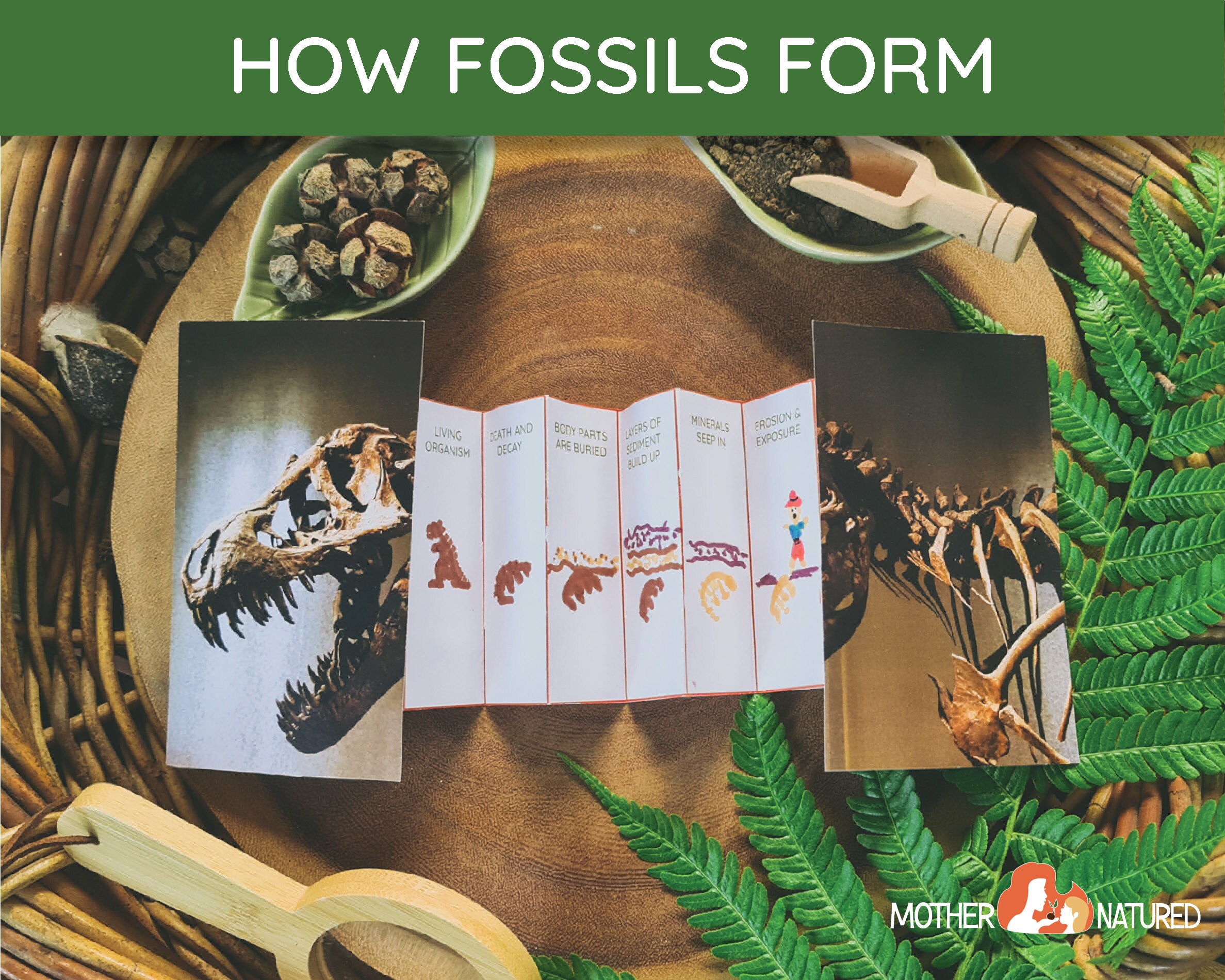 How Fossils Are Formed Accordion Craft FOSSIL CRAFT - Etsy