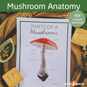 Mushroom Anatomy Poster and Activity | Parts of a Mushroom Printable ...