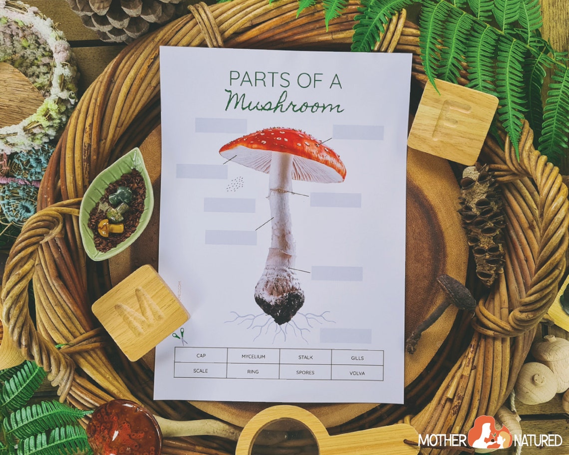 Mushroom Anatomy Poster and Activity Parts of a Mushroom - Etsy