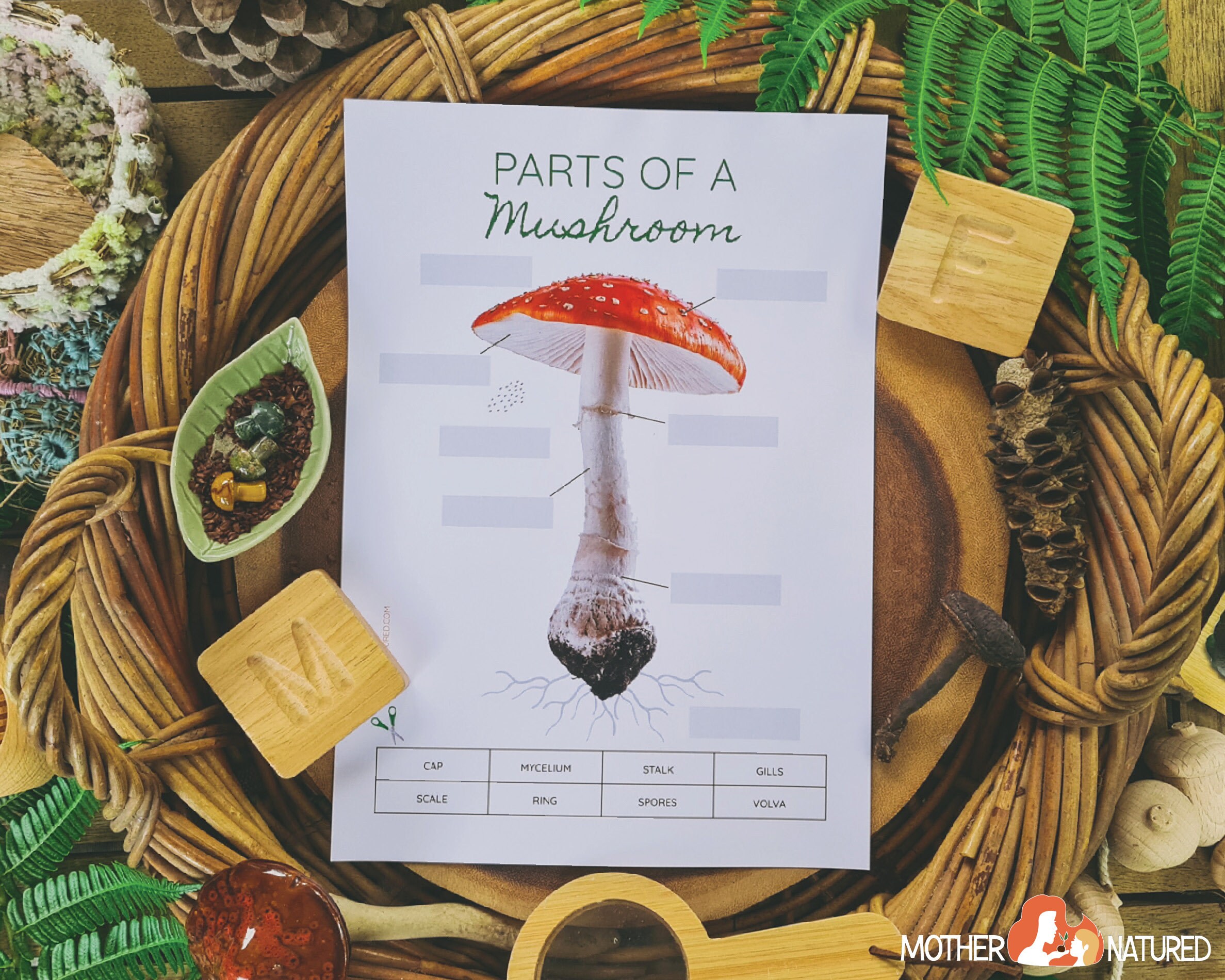 Mushroom Anatomy Poster and Activity Parts of a Mushroom - Etsy