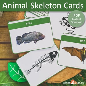 ANIMAL SKELETON MATCHING Cards for Kids | Skeleton Printable for Kids ...