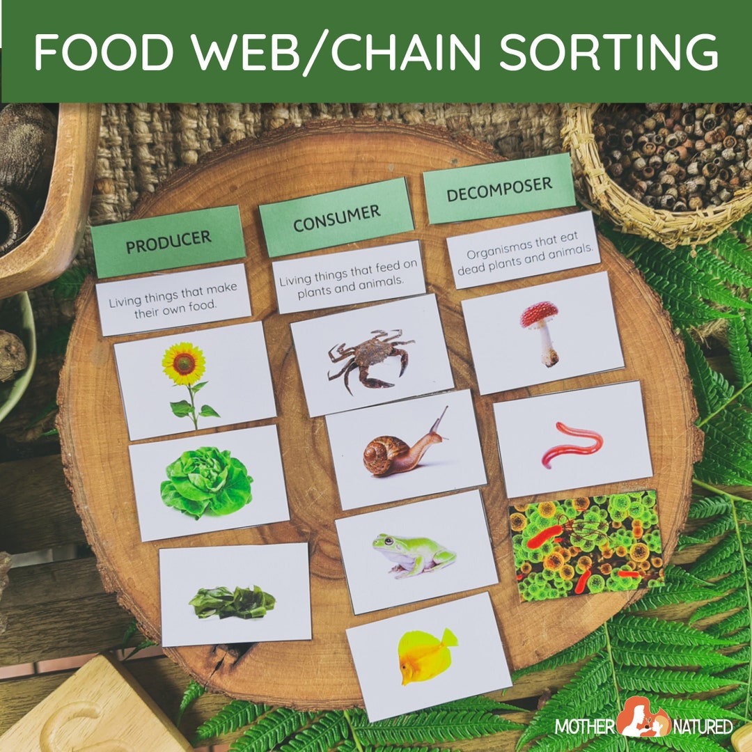 Food Chain Sorting Activity Sort the Producers Consumers - Etsy