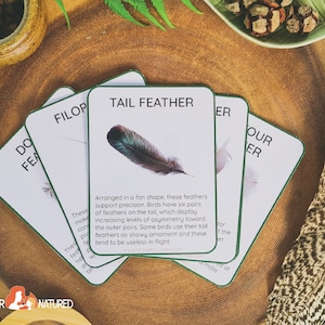 TYPES of FEATHERS Cards | Feather Features | Animal Adaptations | How ...